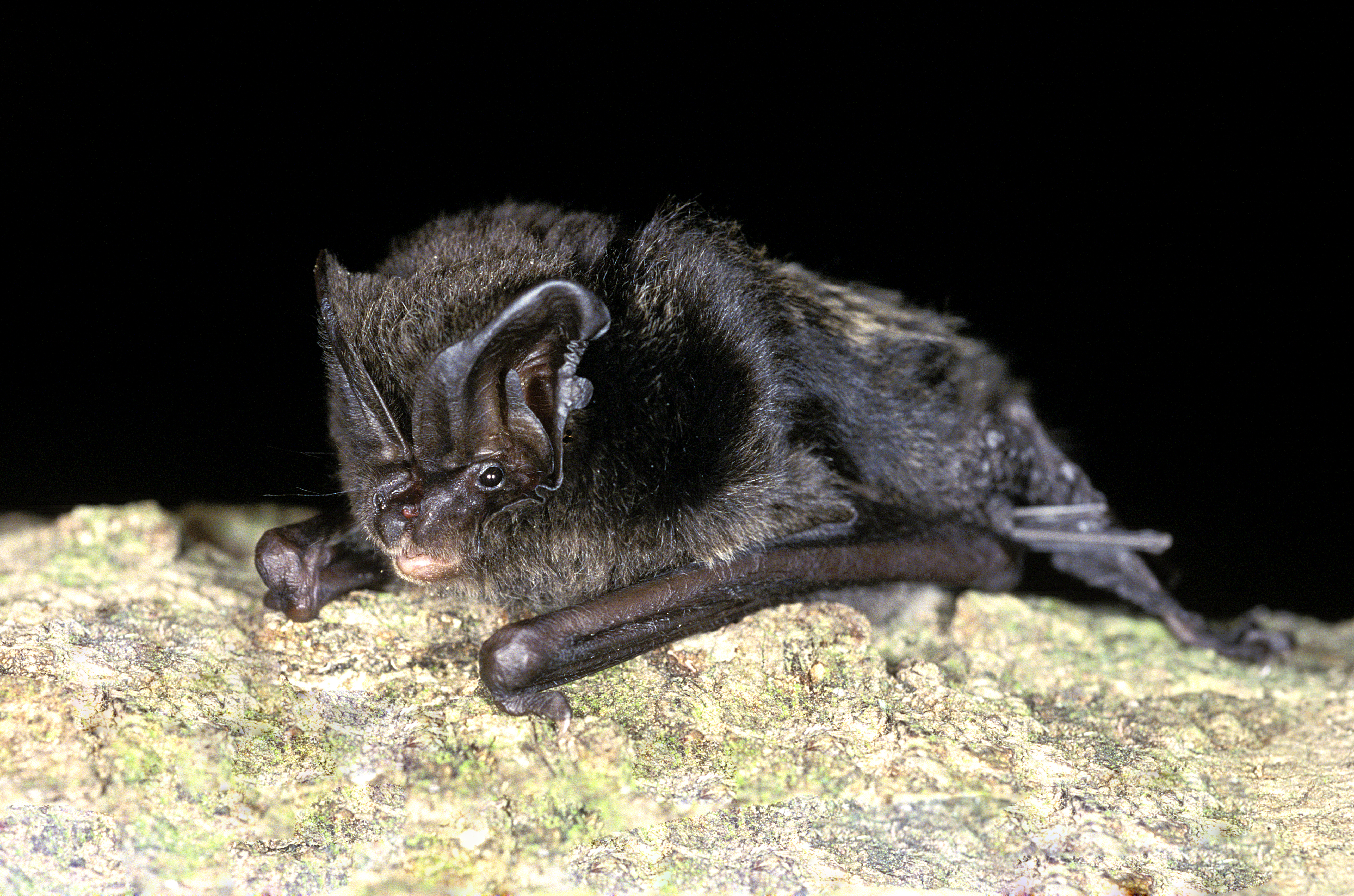 University analysis finds rare species among prolific bat movements at ...