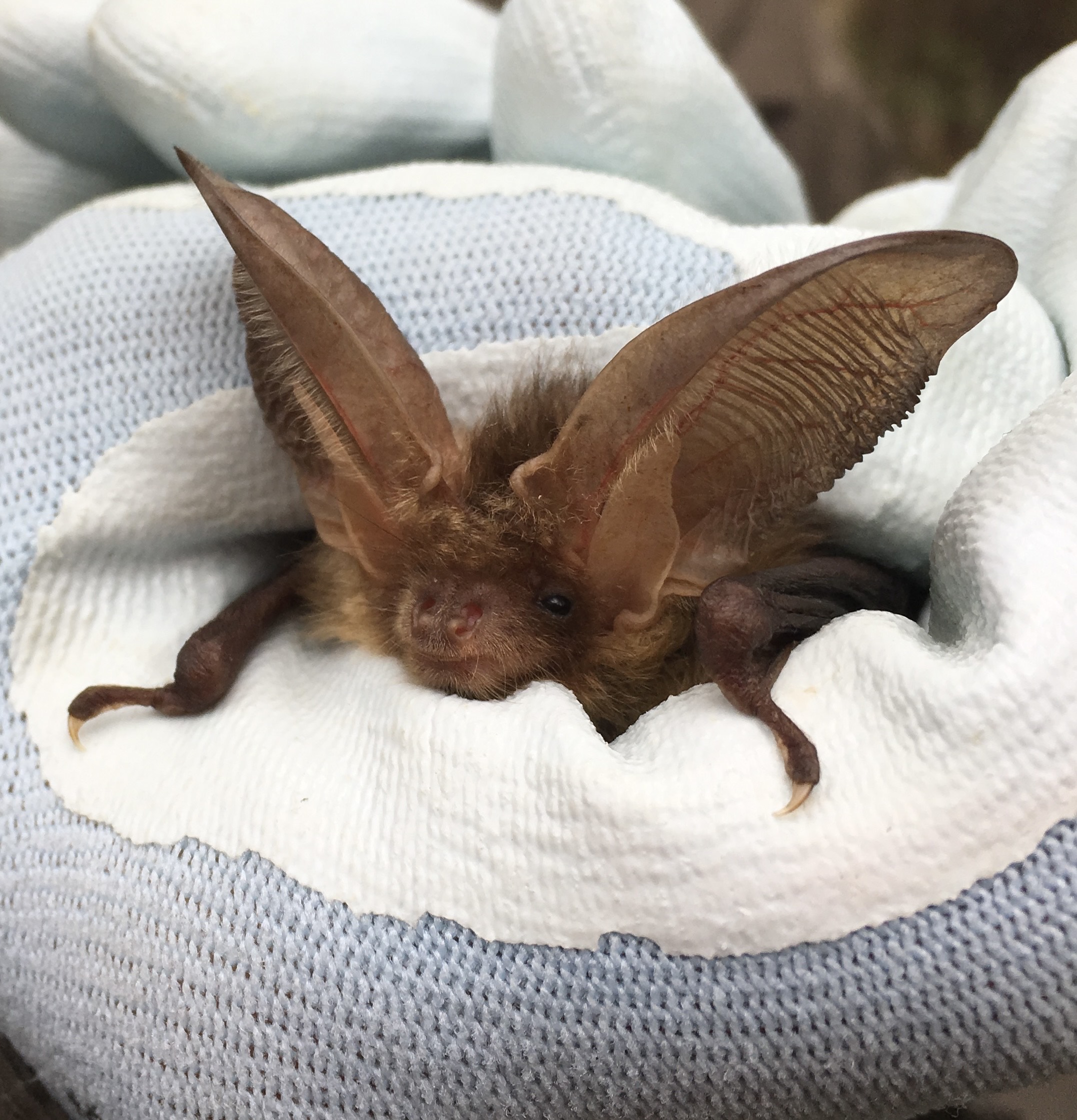 Community called to support bat conservation in 2026 | University of ...